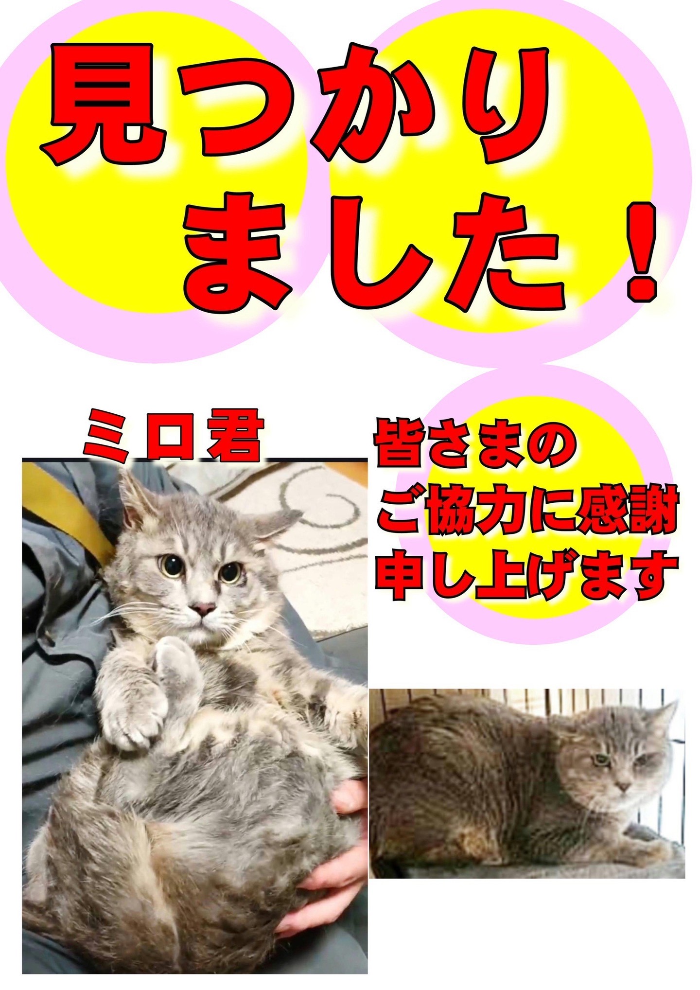 マーマレードキャット